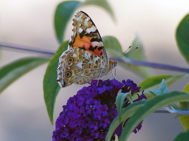 Insectele care coloreaza lumea - Maestrii camuflarii coloreaza lumea ...