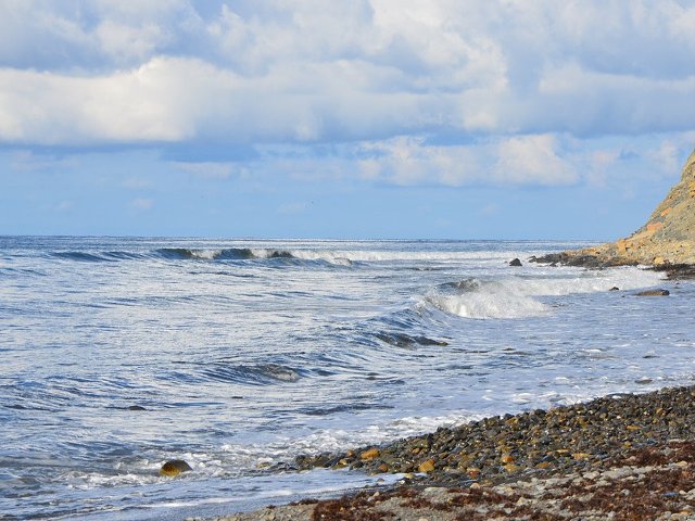 Ascunde specii pe cale de disparitie - Ziua Internationala a Marii ...