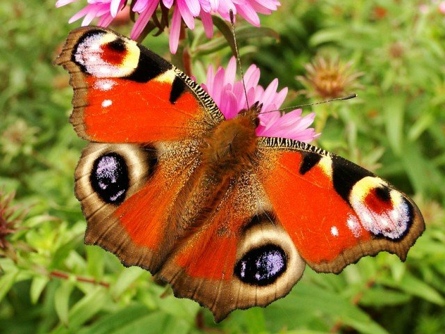 Fluturele ochi de paun - 13 cele mai rare si fascinante specii de ...