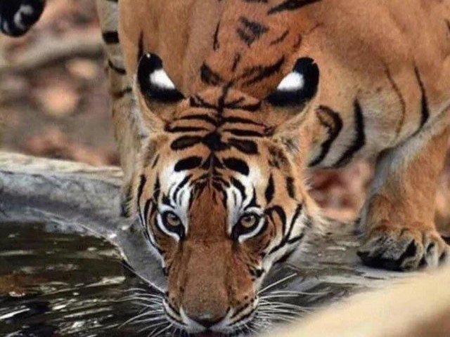 Este o imagine alb negru in mare parte. Un artist a facut-o sa para ...