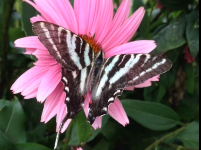 Fluture cu aripi de sticla - 13 cele mai rare si fascinante specii de ...