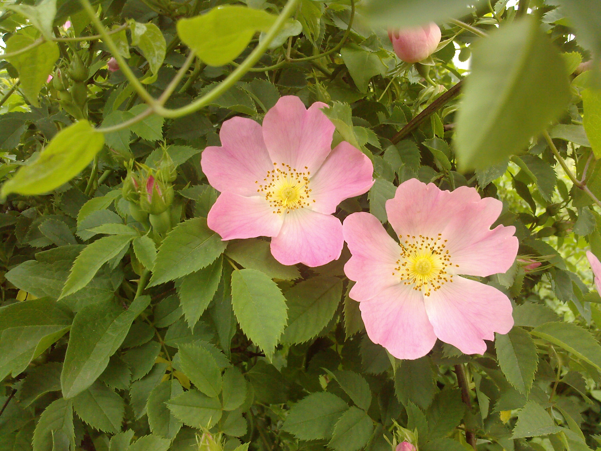 Animalul național - râsul - Șapte simboluri naționale ale României mai ...