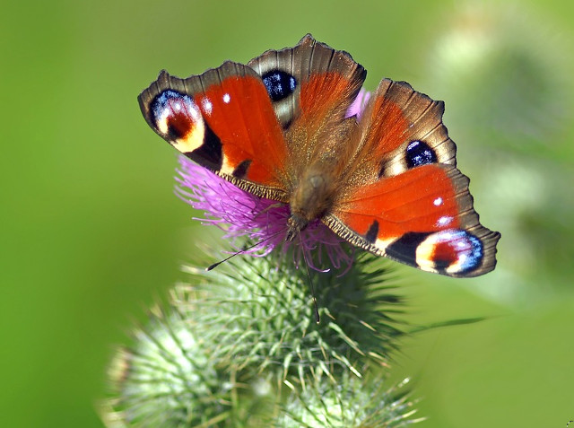 Insectele care coloreaza lumea - Maestrii camuflarii coloreaza lumea ...